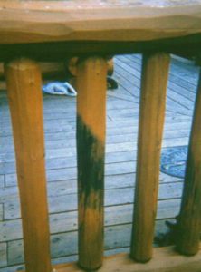 How to Prevent Mildew and Algae Growth on Your Home. | Sashco